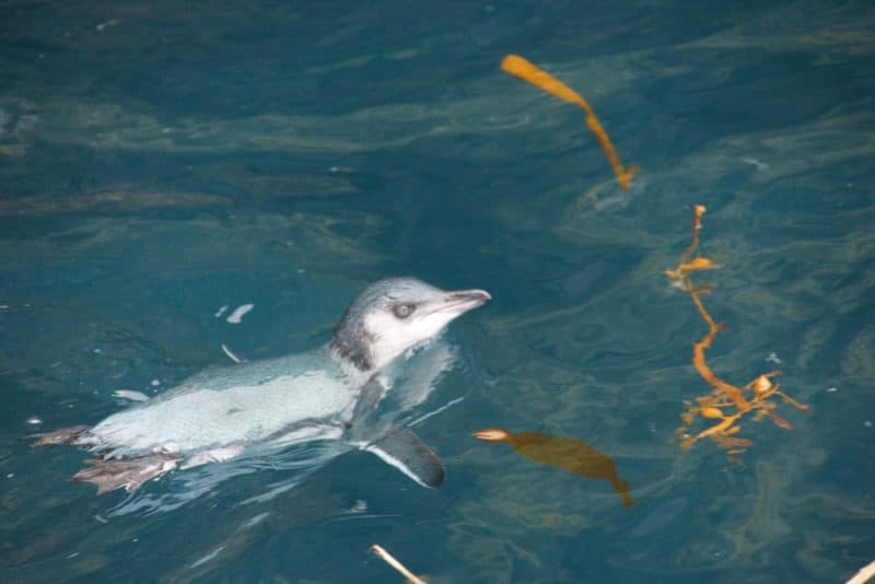 Best things to do in Akaroa, New Zealand - a day trip from Christchurch ...