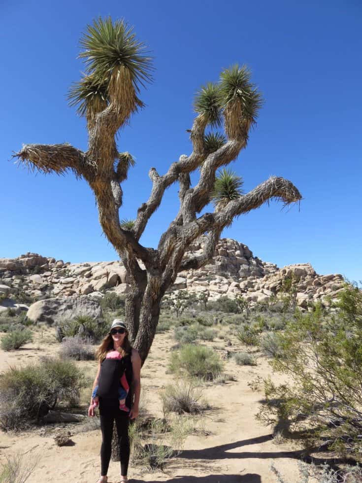Visiting Joshua Tree National Park with kids - Wandermust Family
