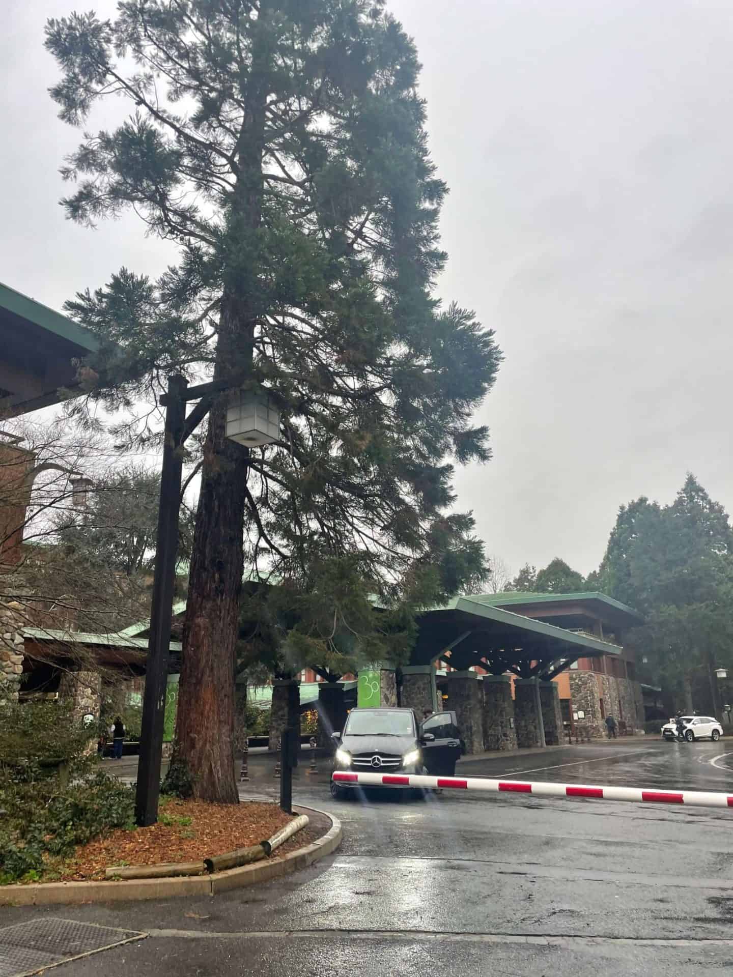 Sequoia Lodge vs Cheyenne Comparison Guide - Wandermust Family